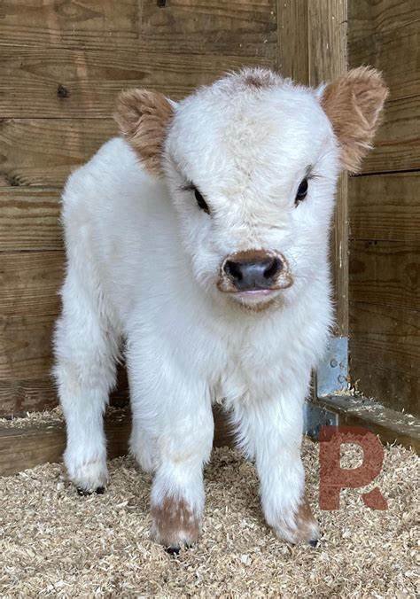 Miniature Highland Cattle Miniature Highland Cattle