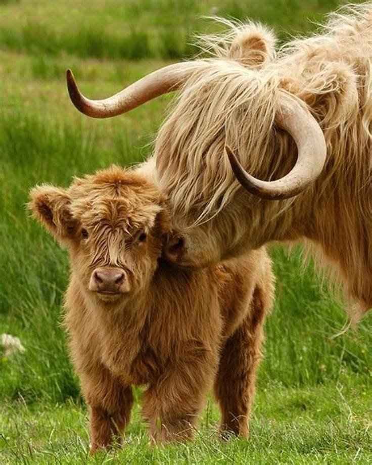 Contact Us | Brushwood Mini Highlands