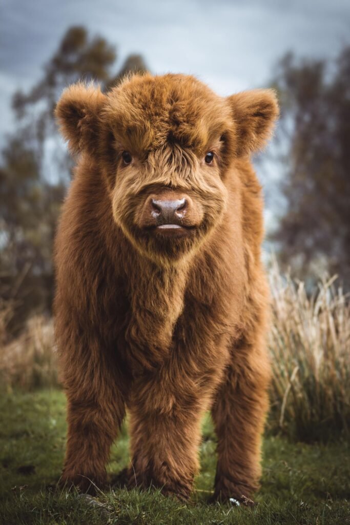 Mini highland cow for sale | Buy mini highlander cows