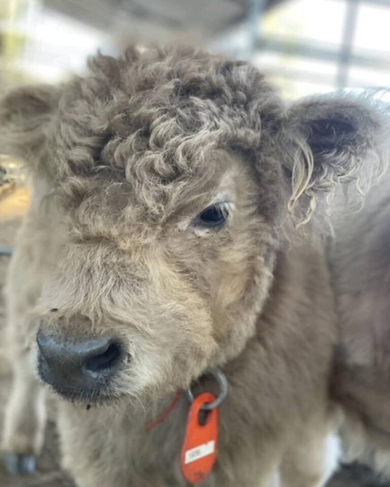 Fluffy miniature cows for sale | Fluffy mini cows for sale