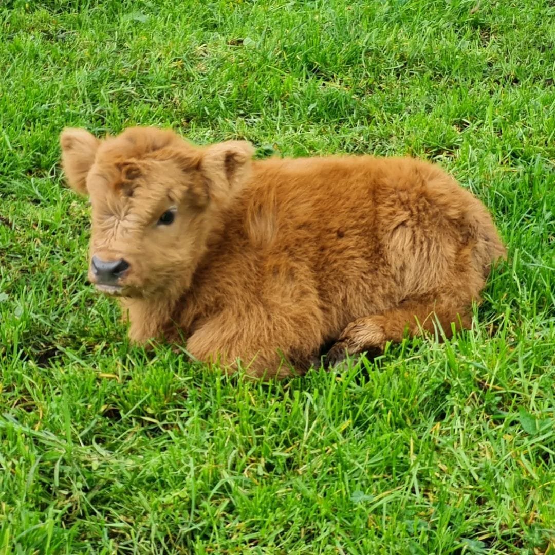 Teacup Highland Cow At Tillie Burrell Blog Teacup Highland Cow At Tillie Burrell Blog