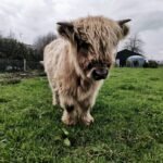 Micro mini highland cow | Full grown mini highland cow