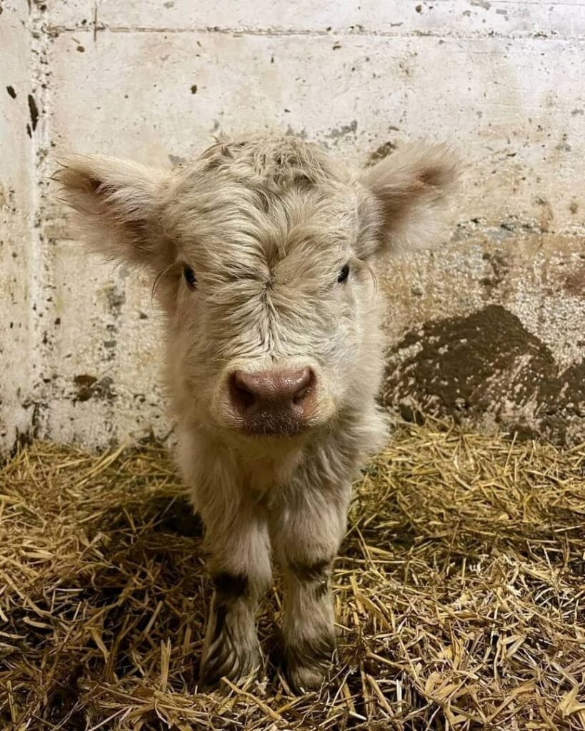 Highland miniature cattle | Highland mini cattle