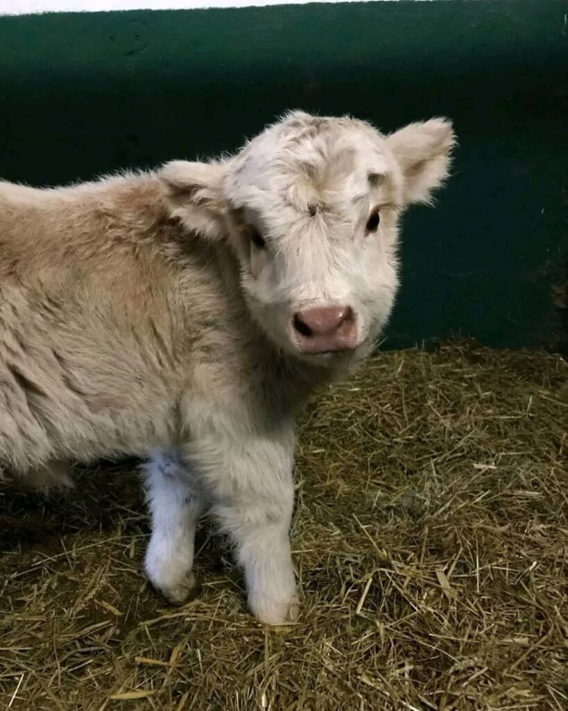 Highland miniature cattle | Highland mini cattle