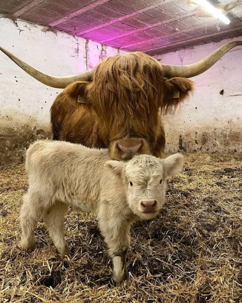 Highland miniature cattle | Highland mini cattle