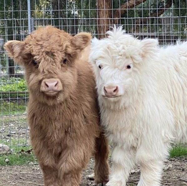 Mini highland cow for sale - Buy mini highlander cows